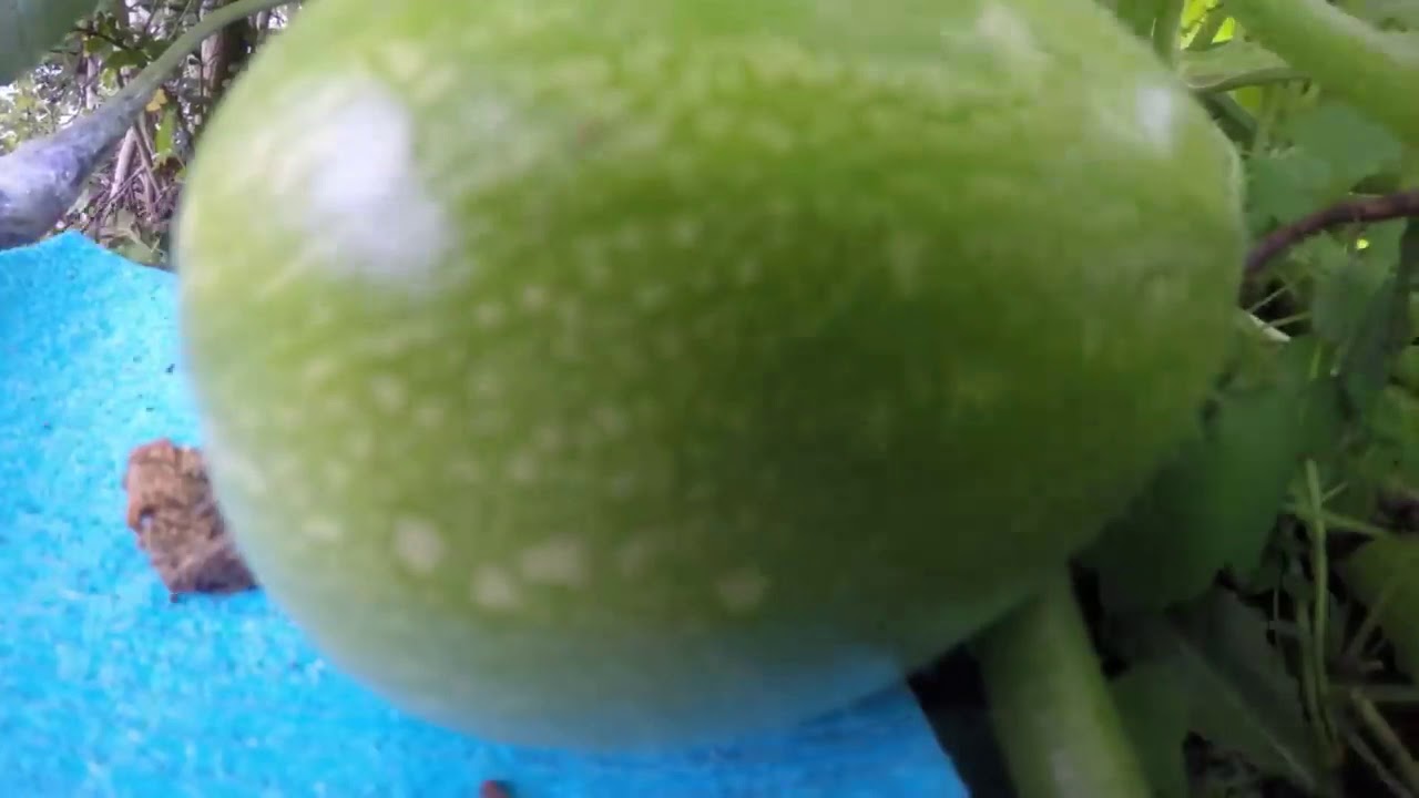 Full Pumpkin Growth Time Lapse From The Seed To The Mature Fruit In 108 full-pumpkin-growth-time-lapse-from-the-seed-to-the-mature-fruit-in-108