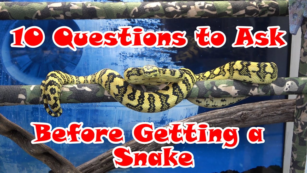 10 Questions to Ask Before Getting a Snake - YouTube