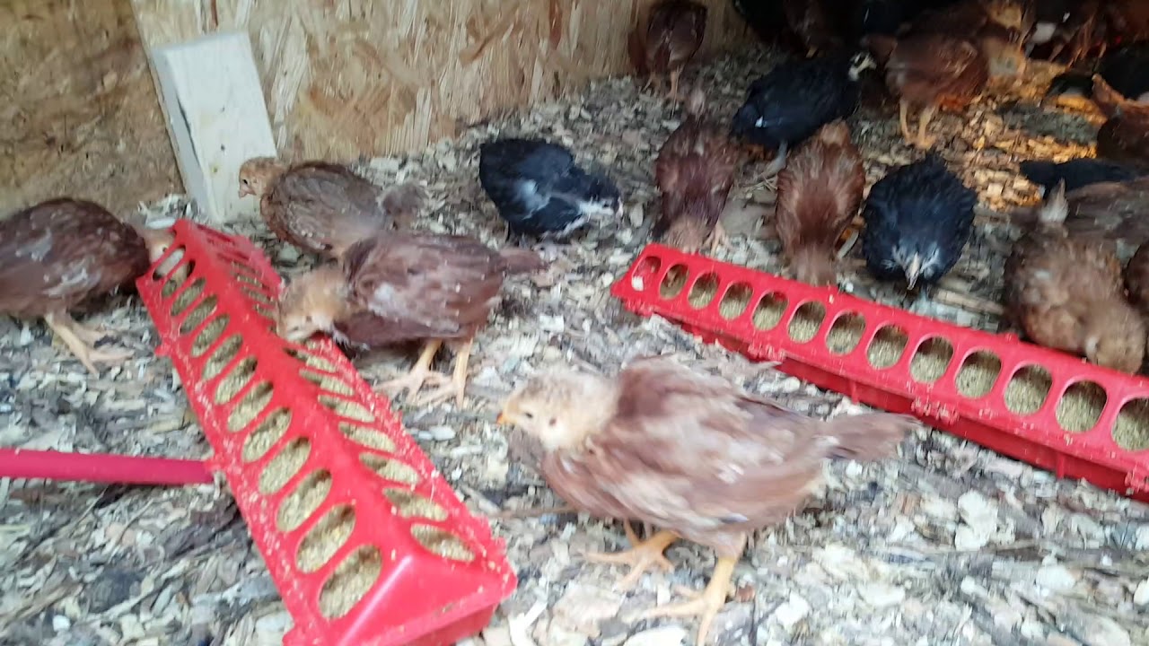 How I'm brooding 150 chicks in single digit temperatures OUTSIDE! - YouTube