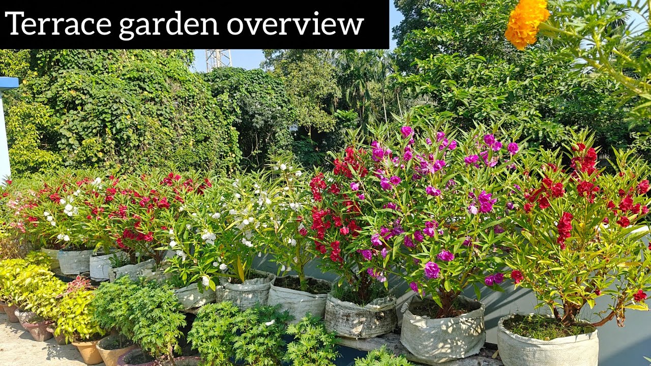 My Terrace Flower Garden | Flower Garden Overview | Flower Garden in ...