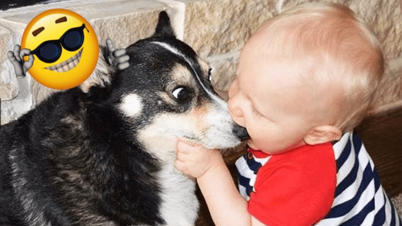 Funny Cute Baby Playing With Dog - Funny Pets Moments l Pets SGlobal ...