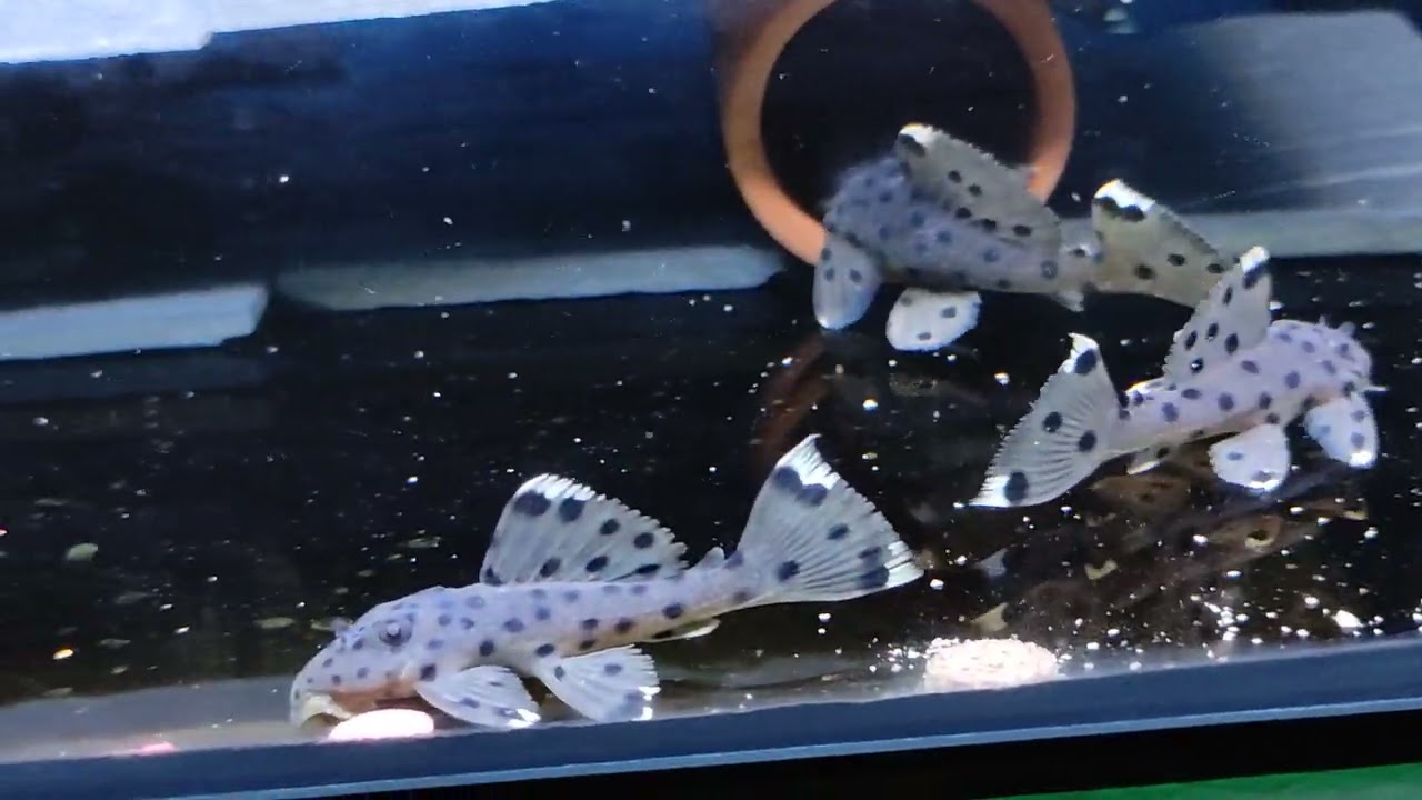 L264 sultan pleco - YouTube