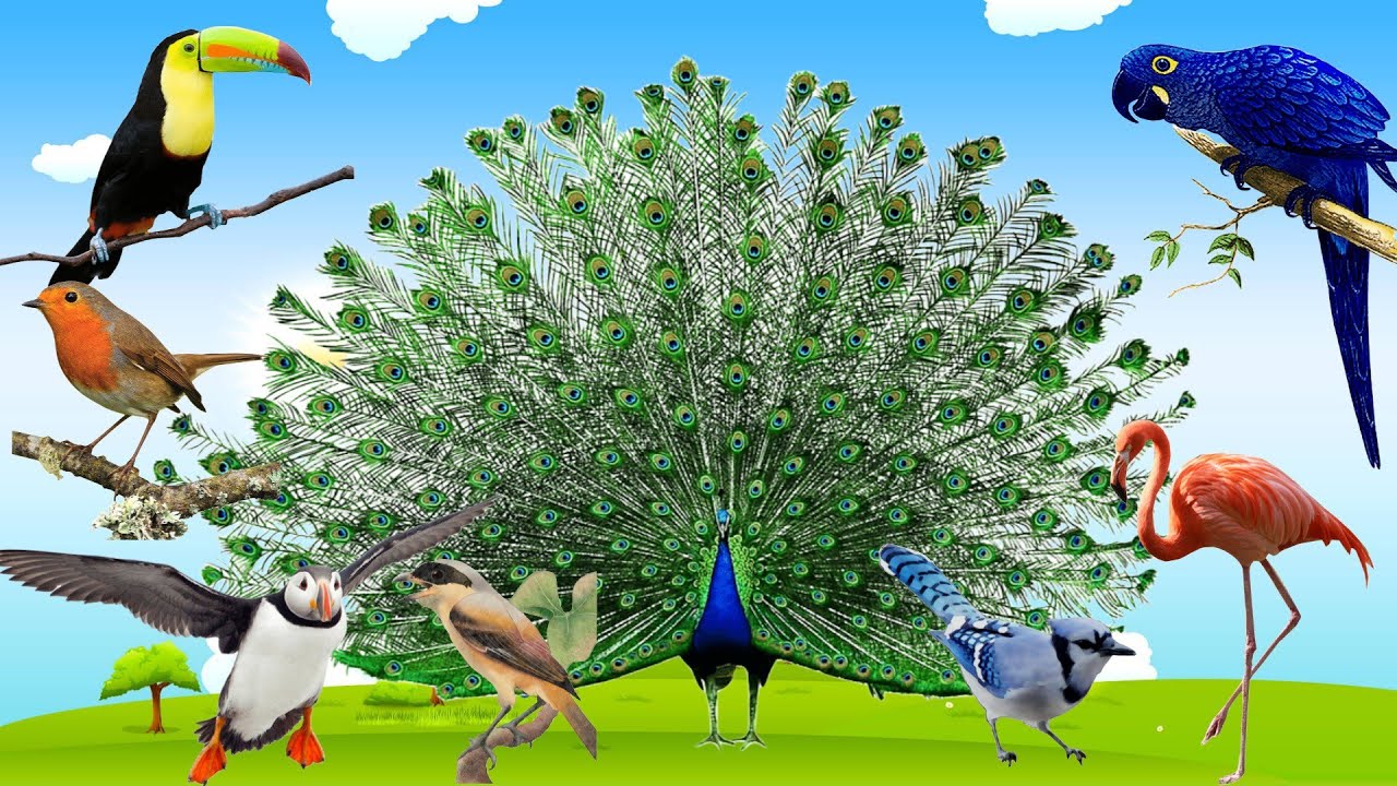 Birds sound and names: Puffin, Flamingo, Peacock, Macaw - YouTube