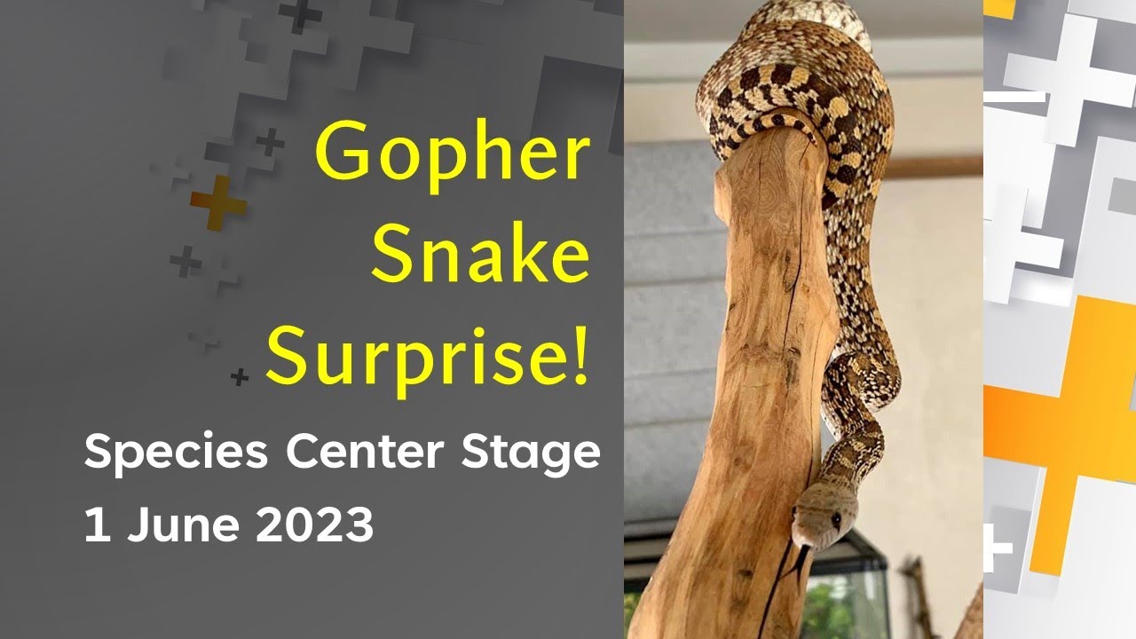 Sonoran Gopher Snake Surprise! - YouTube