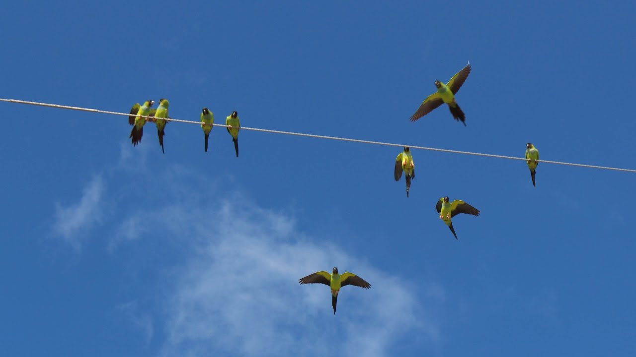 Wild Parrots at Bobby Jones Golf Club - YouTube
