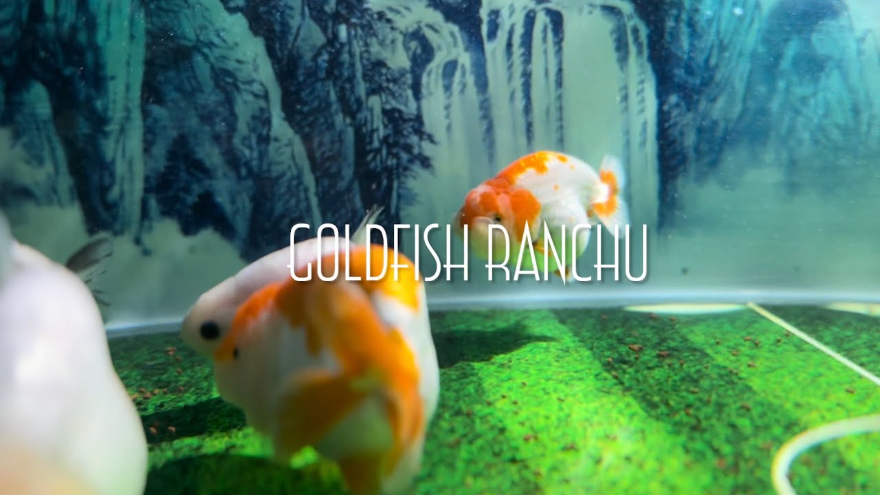 Goldfish ranchu - YouTube