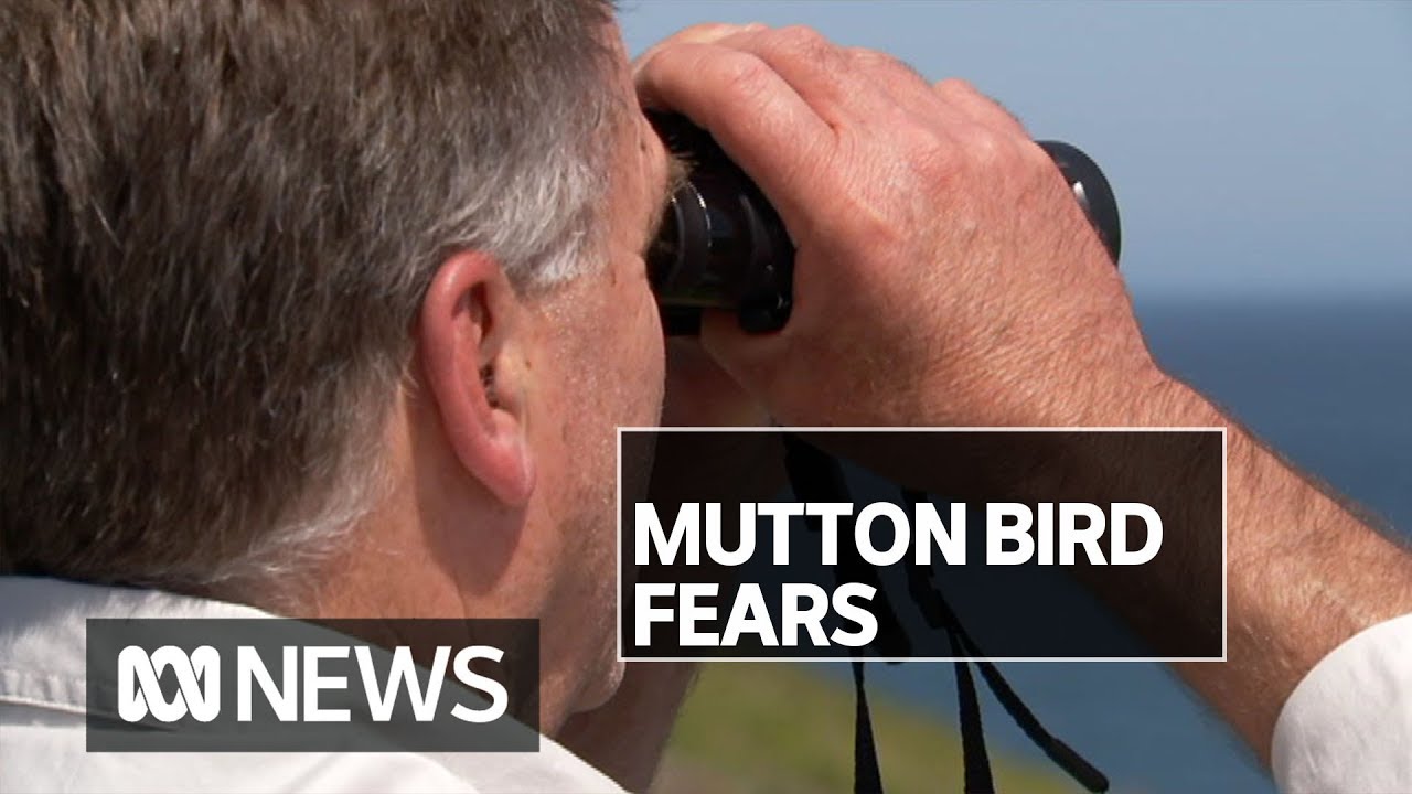 Mutton birds are more than a month late arriving in Tasmania, sparking ...