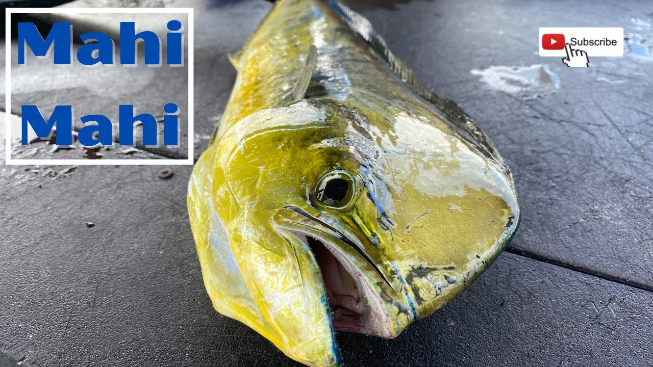 Mahi Mahi - Key Largo - YouTube