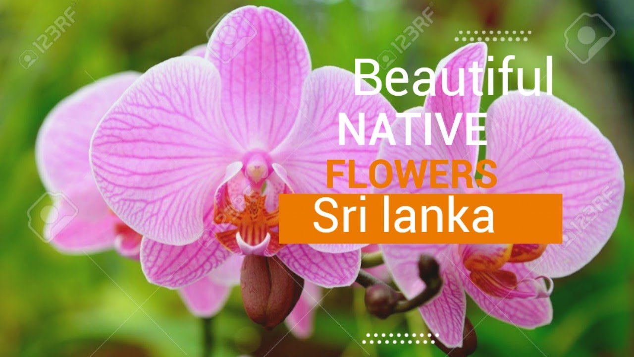 Native Flowers In Sri Lanka | Best Flower Site