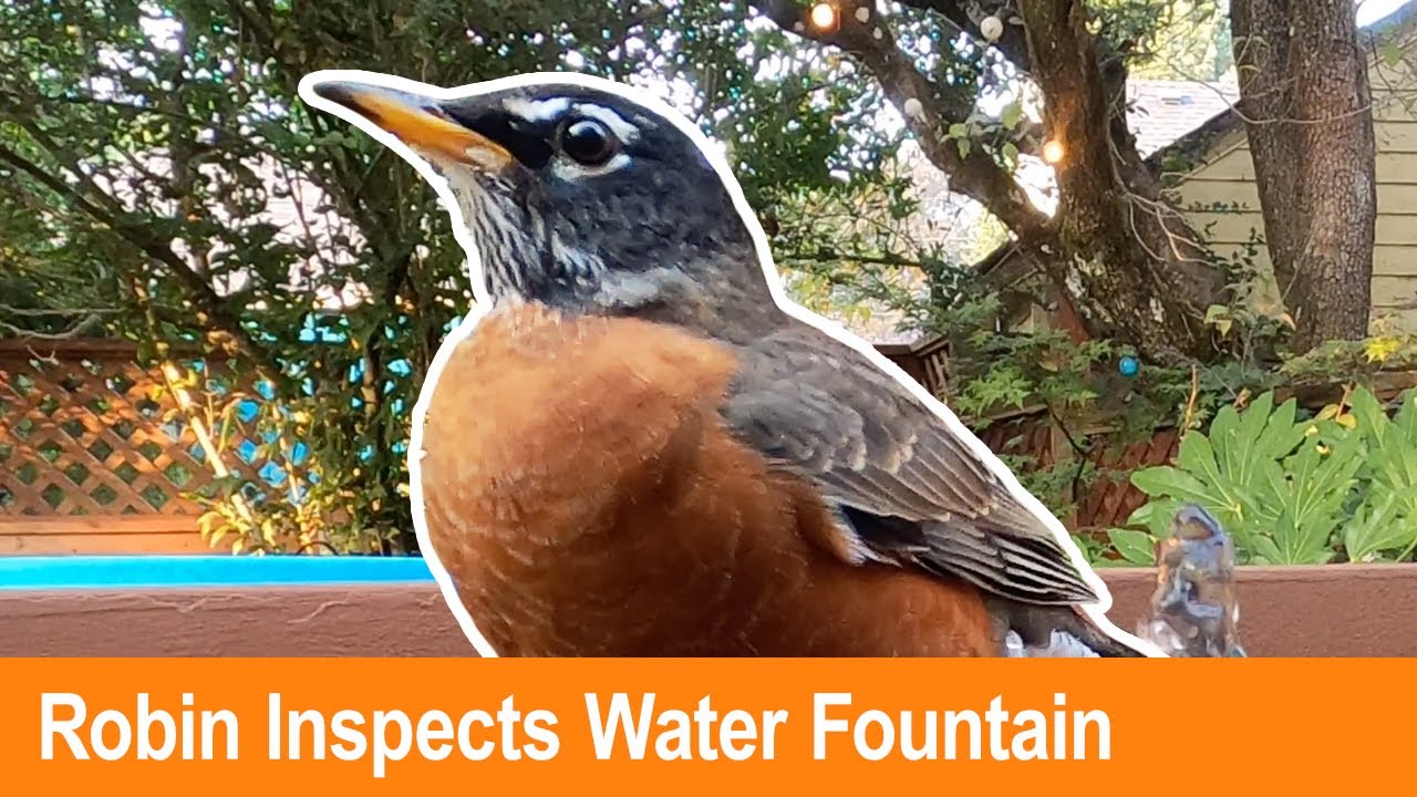 Bird Watch a Curious Robin at the Water Fountain - YouTube