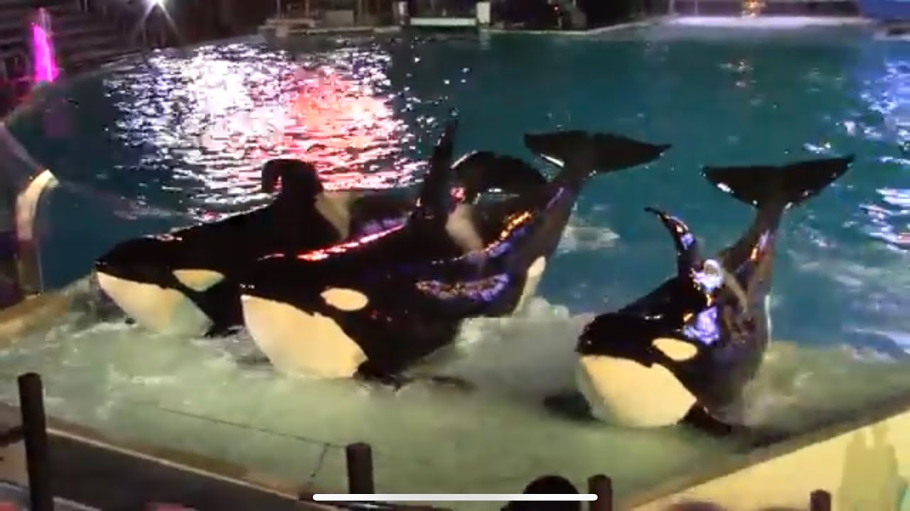 Shamu’s Celebration: Light Up The Night (Full Show) at SeaWorld San ...
