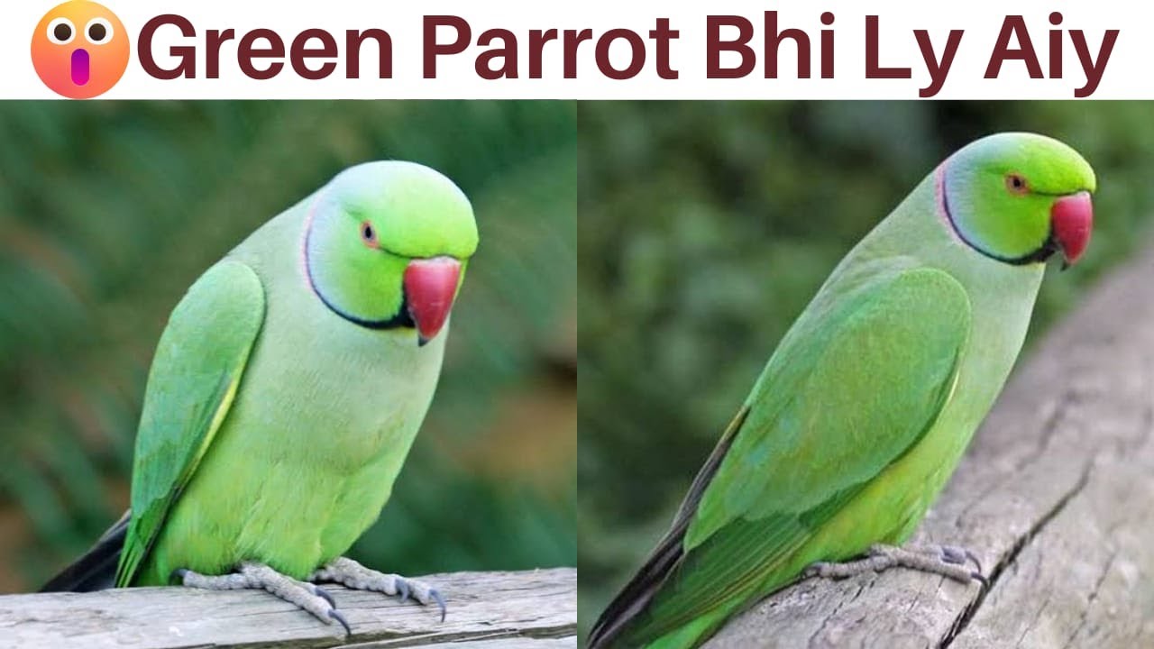 Green Parrot Bhi Le Aiy😍 | #greenparrot #greenmitthu #mitthu #parrots ...