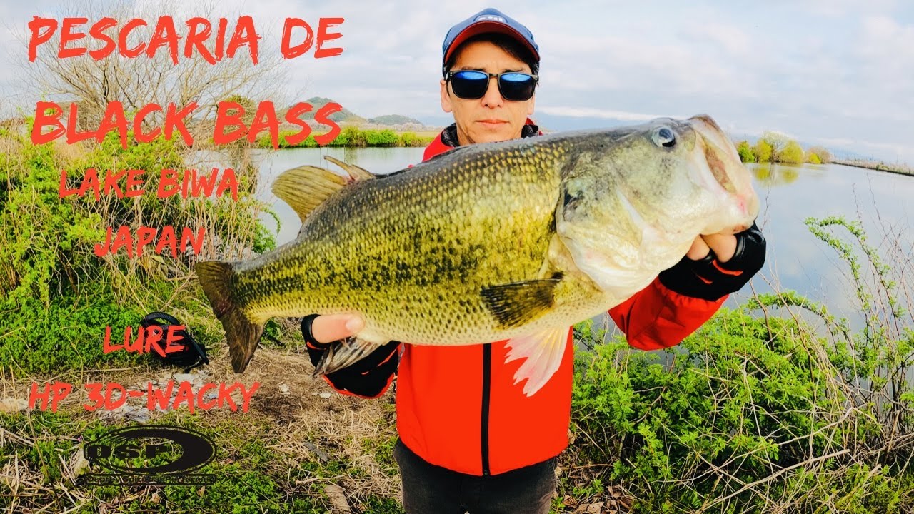 PESCARIA DE BLACK BASS - MONTAGEM NEKO RIG - LURE HP 3D-WACKY 5`` O.S.P ...