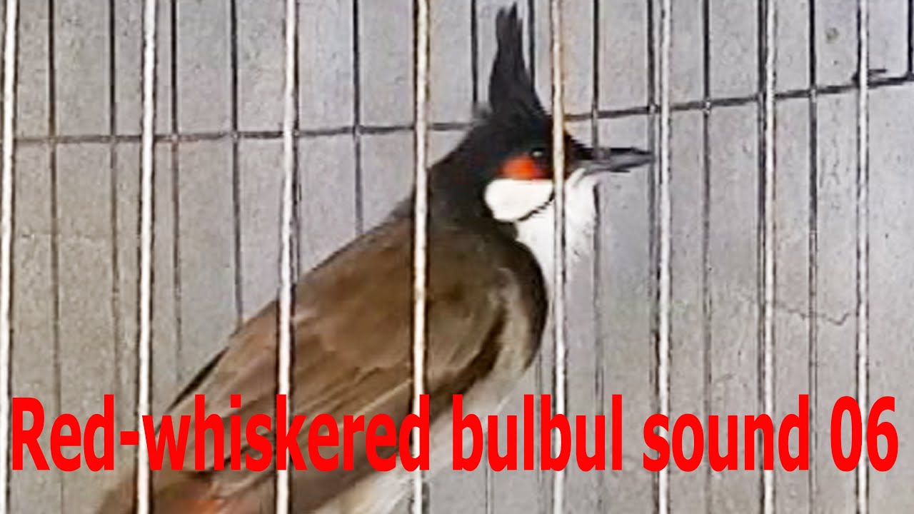 Red-whiskered bulbul sound 06 - YouTube