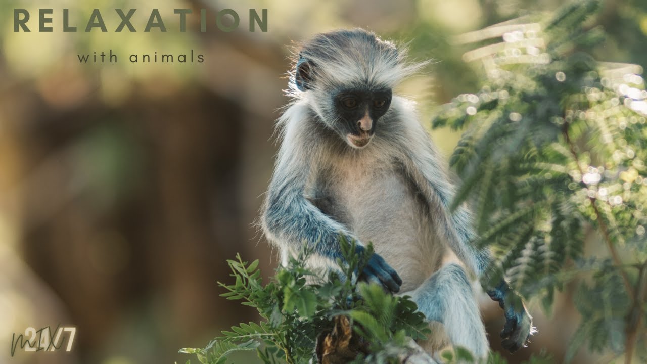 Soothing melodic music against the background of funny monkeys ...