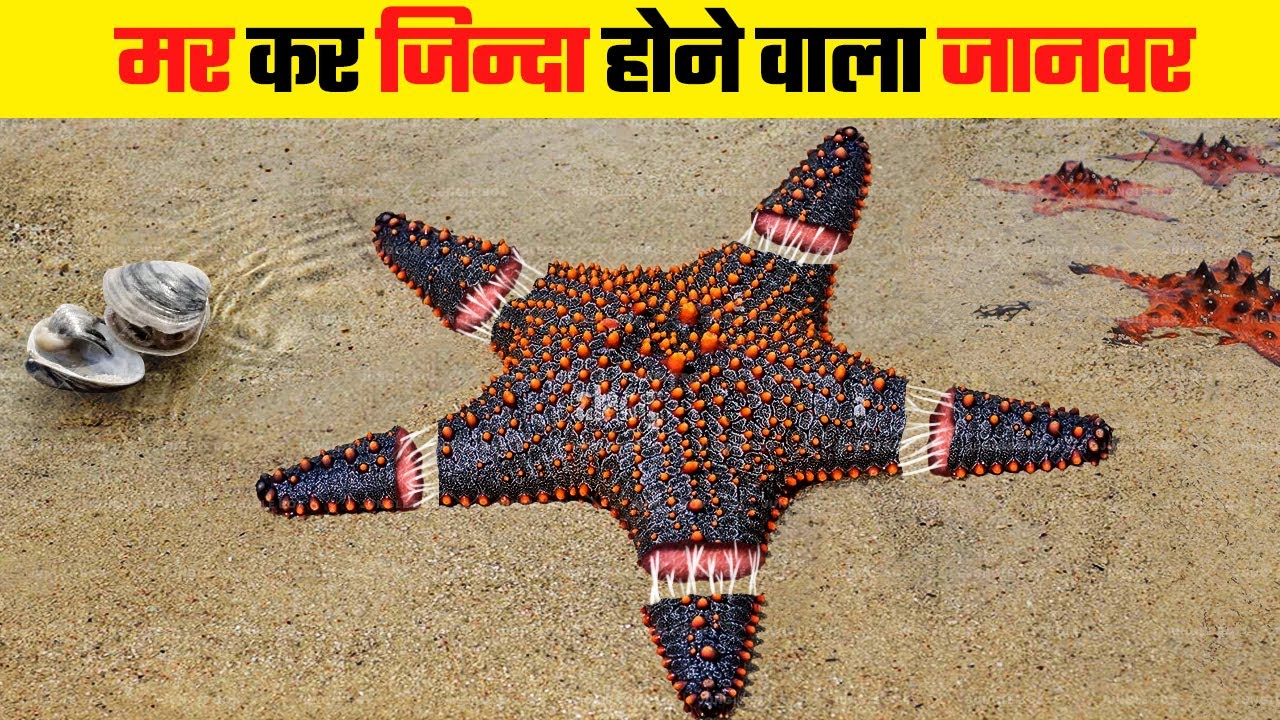मर कर जिन्दा होने वाला जानवर | Most Terrifying Birth of Starfish - YouTube