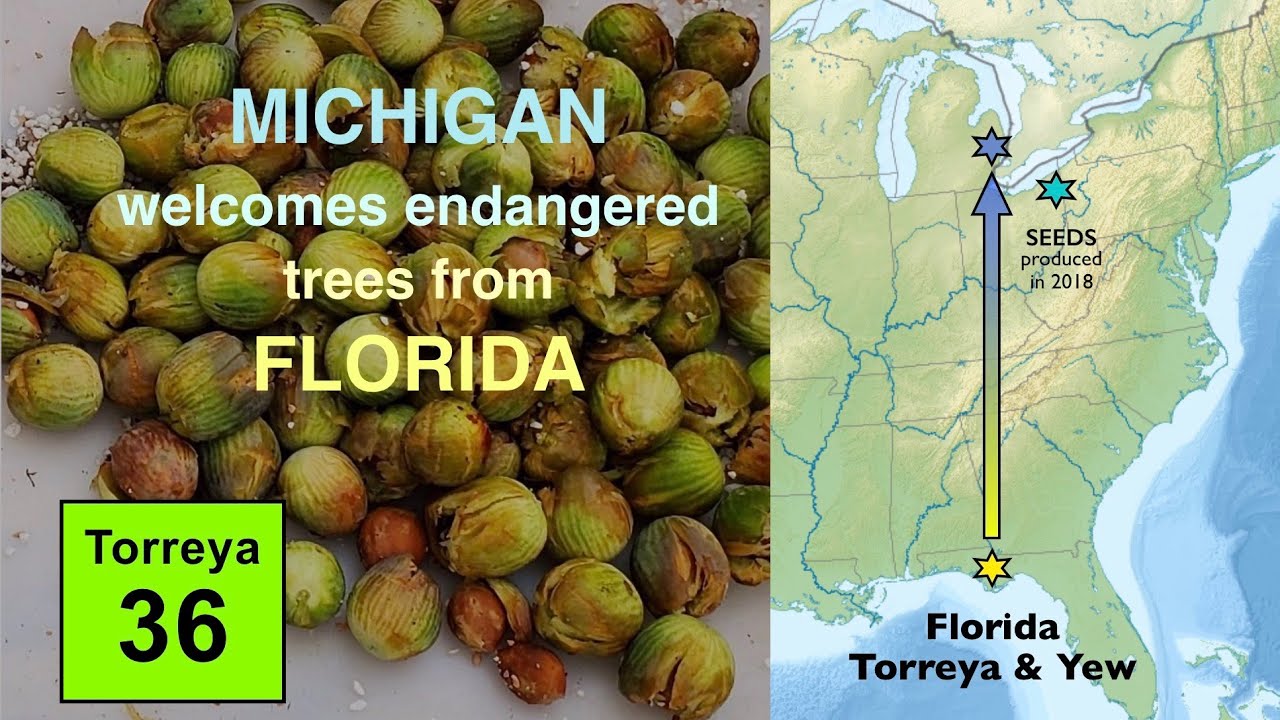 Michigan welcomes endangered trees from Florida (2023) - YouTube