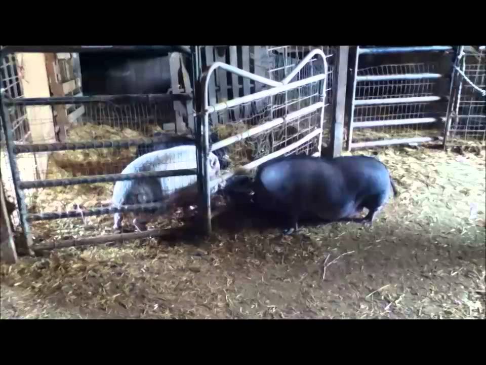 Otis the potbelly pig meeting other pigs for the first time. - YouTube
