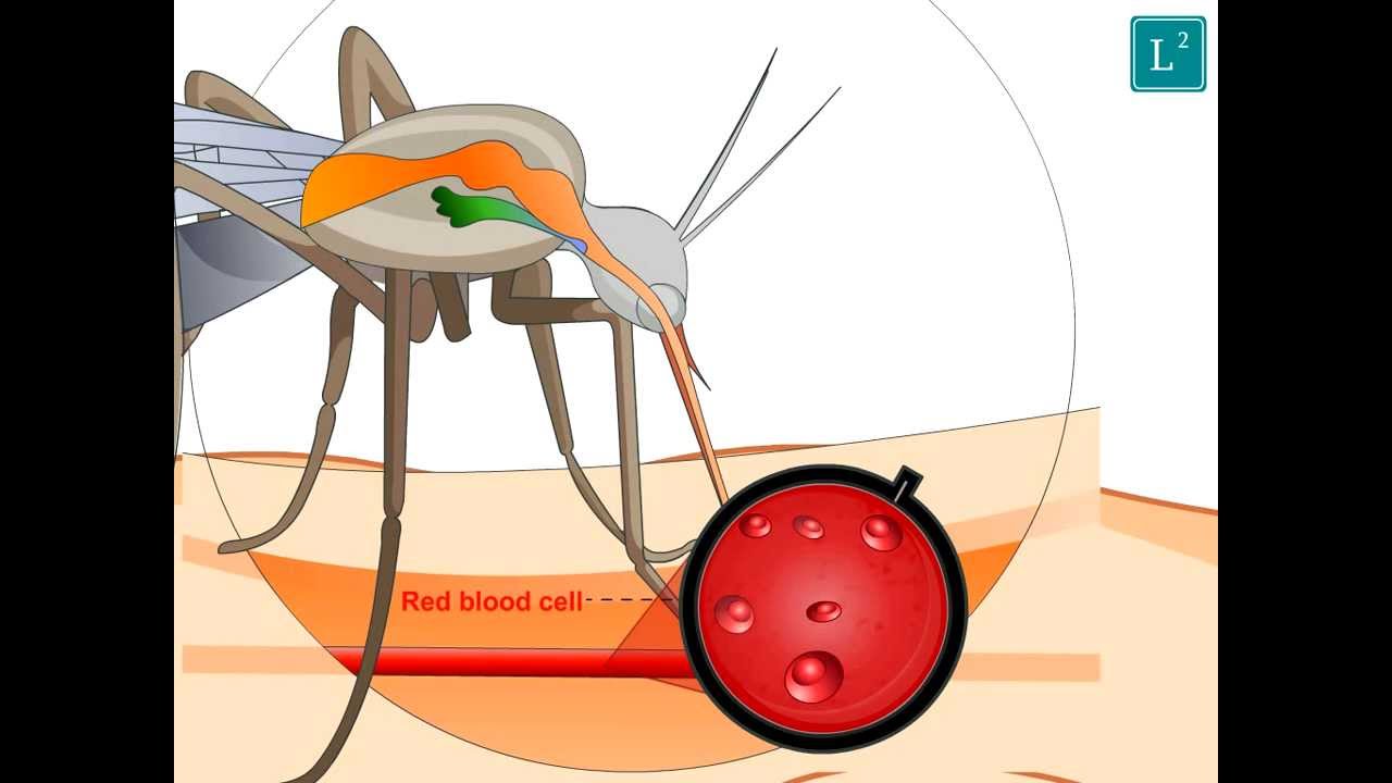2D Medical Animation Concept - Source of Infection - YouTube