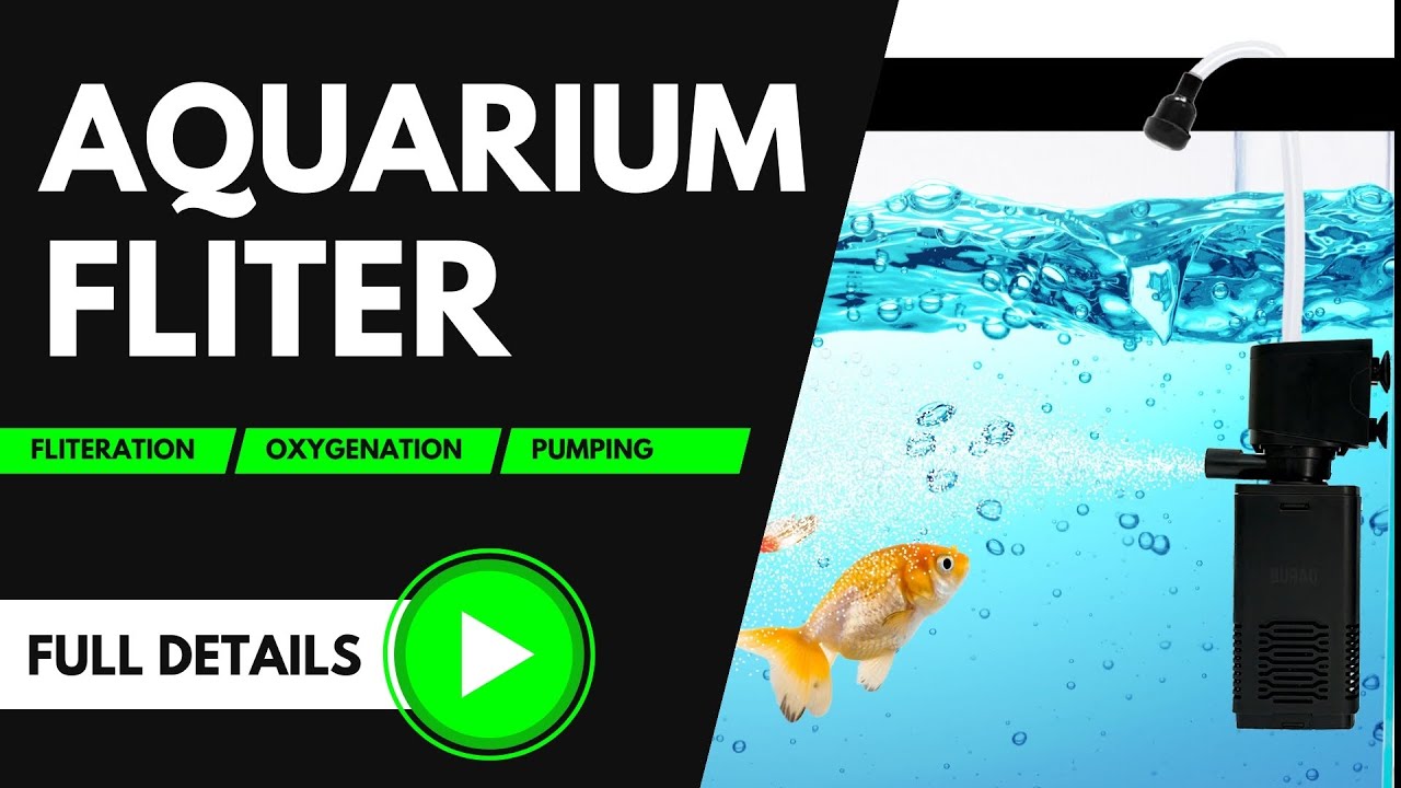 Blue pet Filter 1000F Unboxing & How to clean your Filter? - YouTube