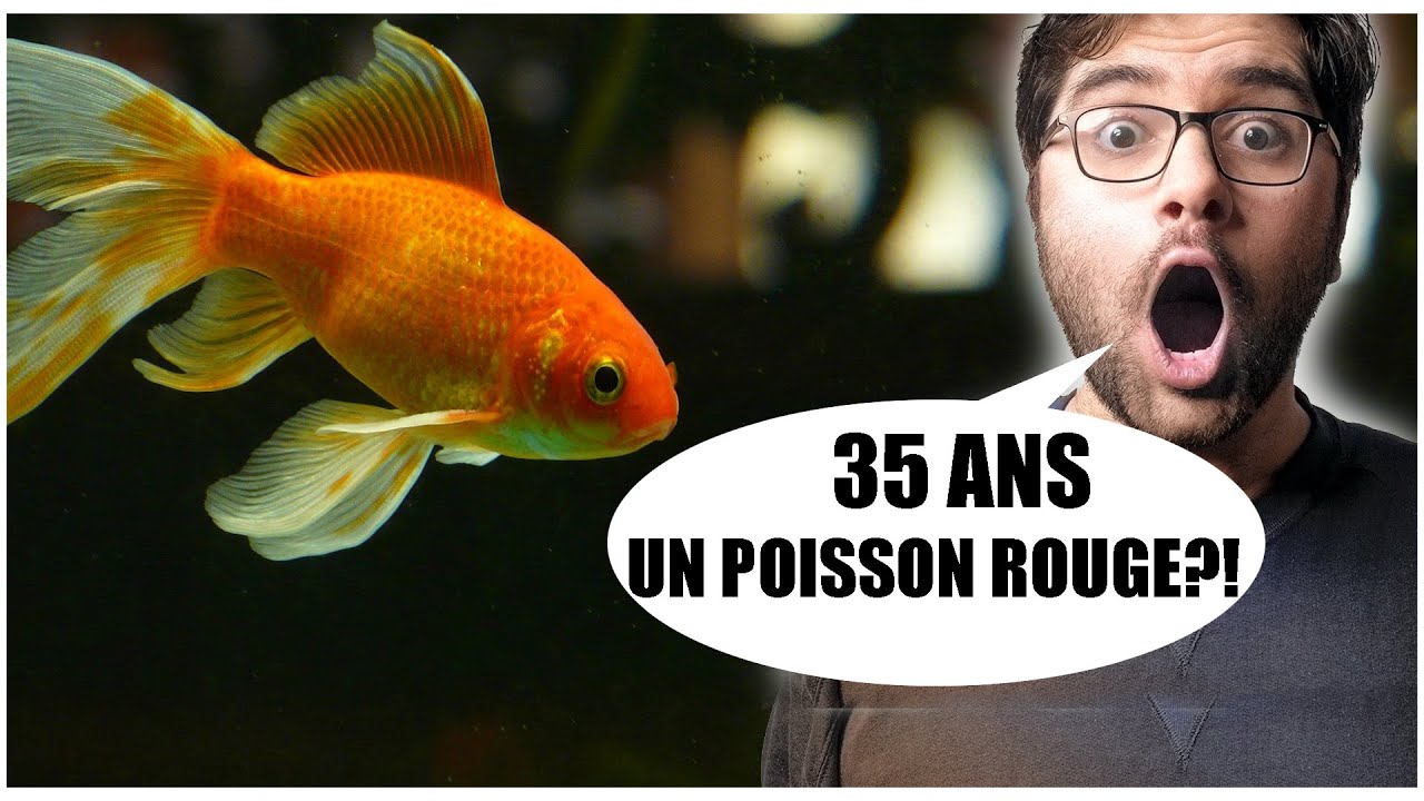 On avance enfin sur le poisson rouge! - YouTube