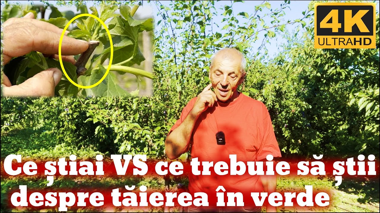 Cele doua etape ale taierii in verde si importanta lor! - YouTube