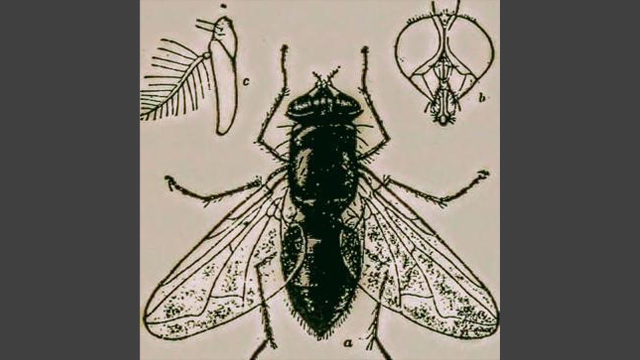 Flies in the Sun - YouTube