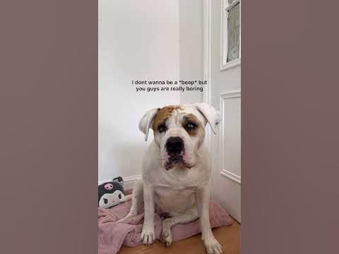 my dog when im coding all day | vscode- pets in real life - YouTube