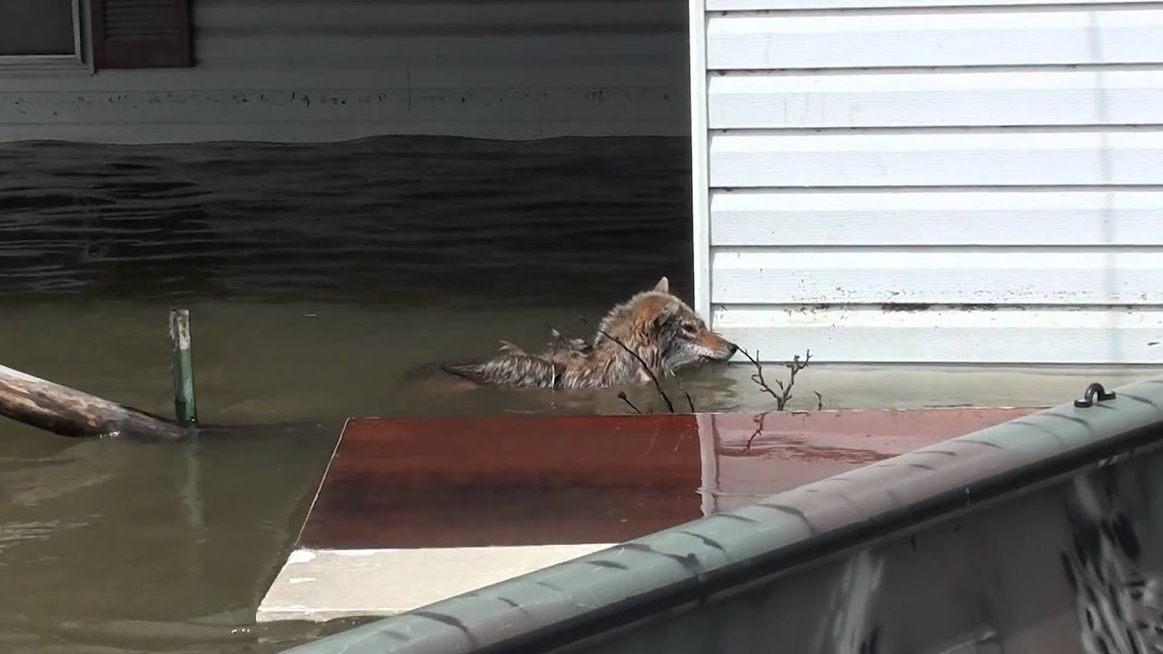 Coyote Rescue - Part 1 - YouTube