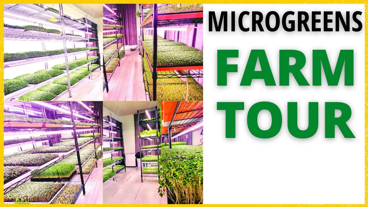 Microgreen Farm Tour-🌱 Our Microgreens Business & Micro Farm Setup🌱 ...