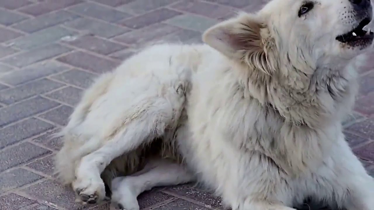 Funny dog howling husky a dog howl sound dog howling effects HD 2019 ...