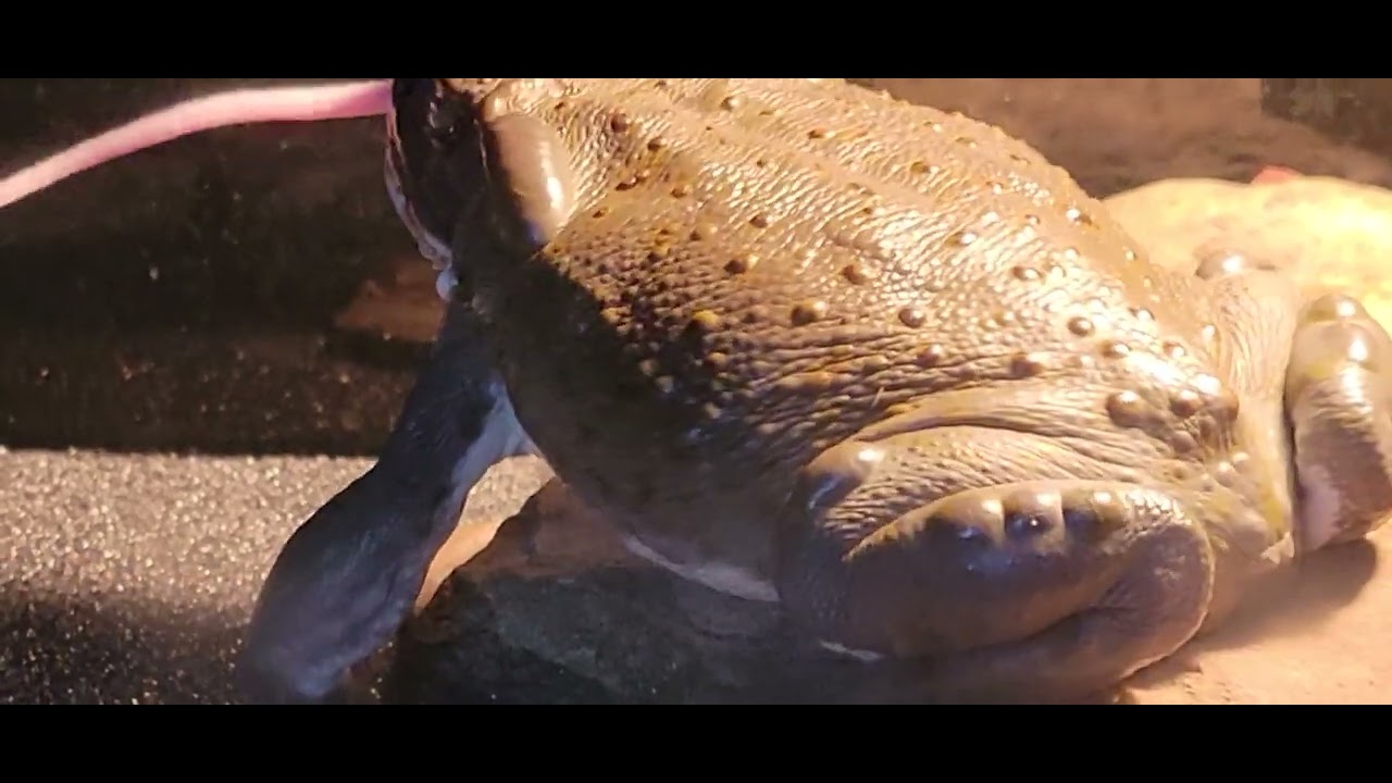 Bufo Alvarius | Sacred Toad | Live Feeding - YouTube
