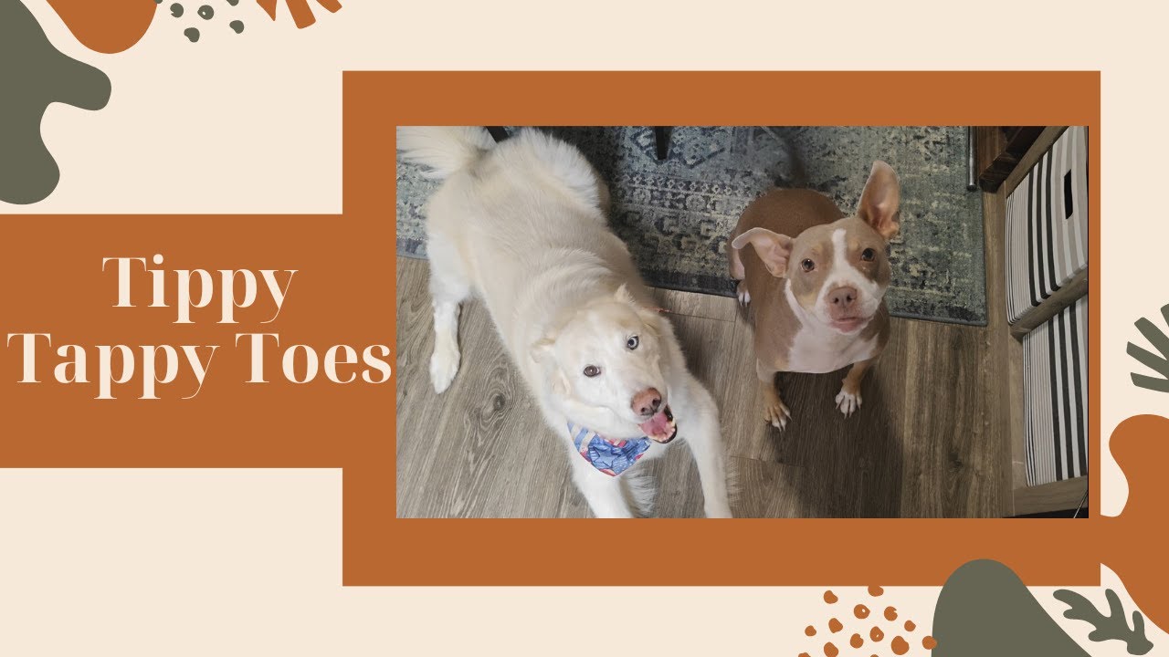 Tippy Tappy Toes #dog #whitehusky #pitbulldog #DogBehavior #dogreaction ...