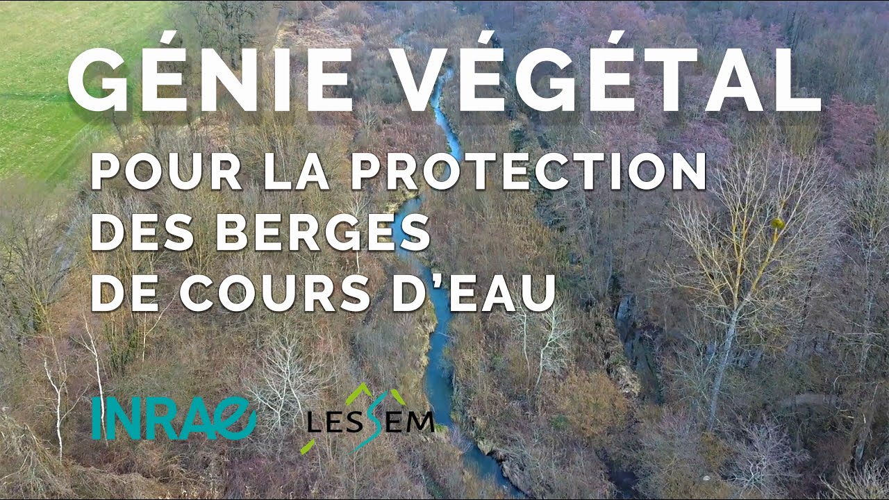 Génie végétal : pour la protection des berges de cours d’eau - YouTube