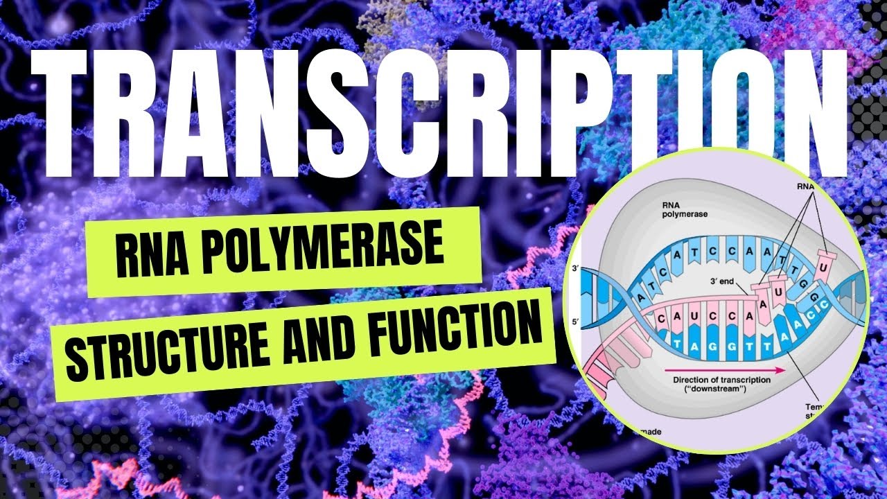 The Secrets of Bacterial RNA Polymerase: Structure, Function, and Key ...