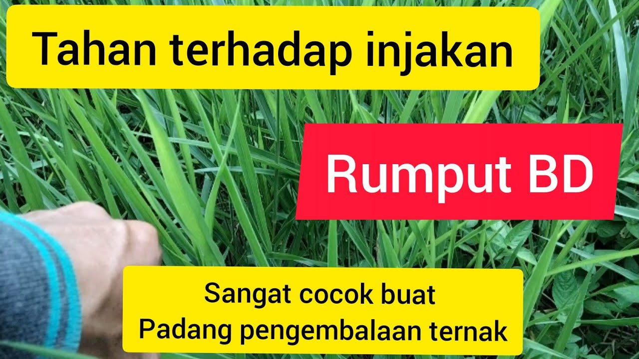 rumput braharia descumben (BD) - YouTube