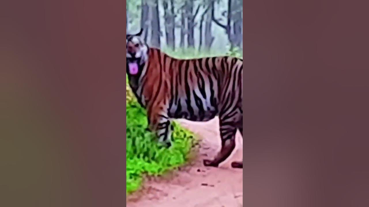 Wildlife '23 Tiger - YouTube