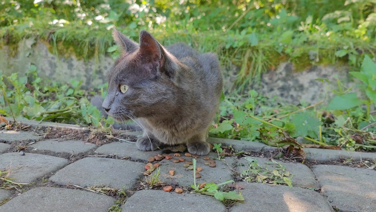 Cute cat who asked me for food - YouTube