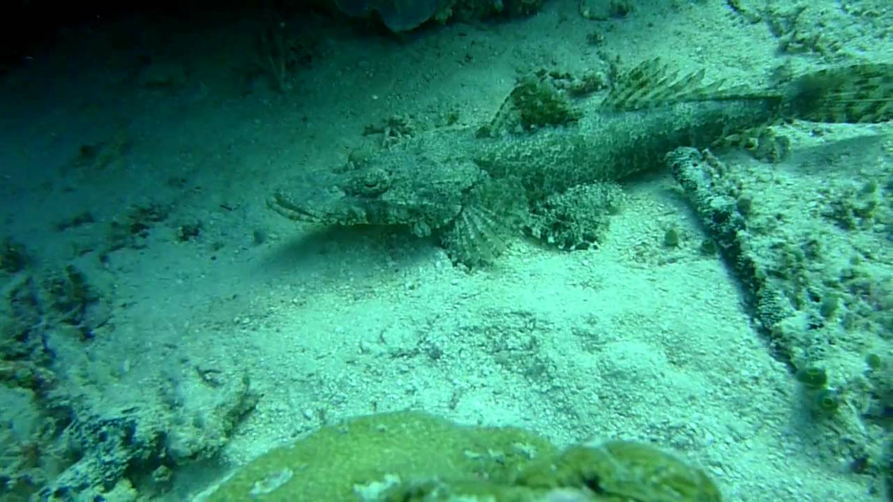 Crocodile Fish spotted in Palau - YouTube