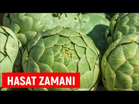 Enginar Ne Zaman Hangi Mevsimde Olur Hangi Ayda Toplanır