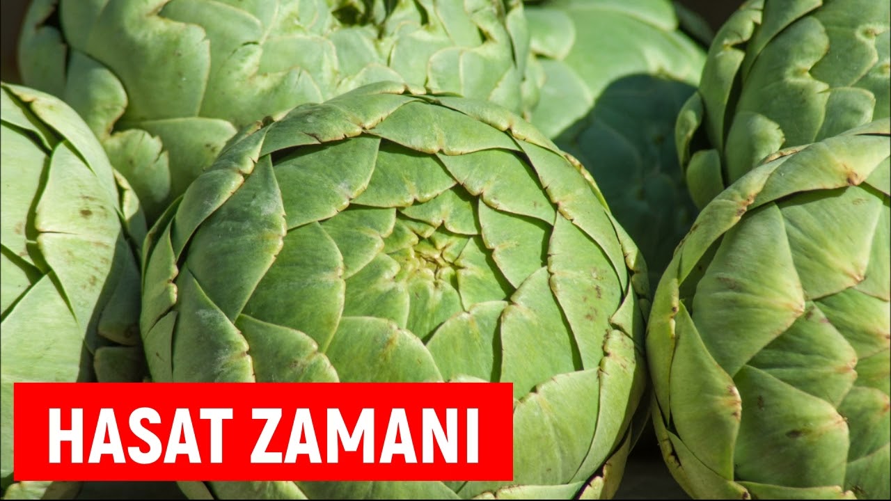 Enginar Ne Zaman Hangi Mevsimde Olur Hangi Ayda Toplanır - YouTube