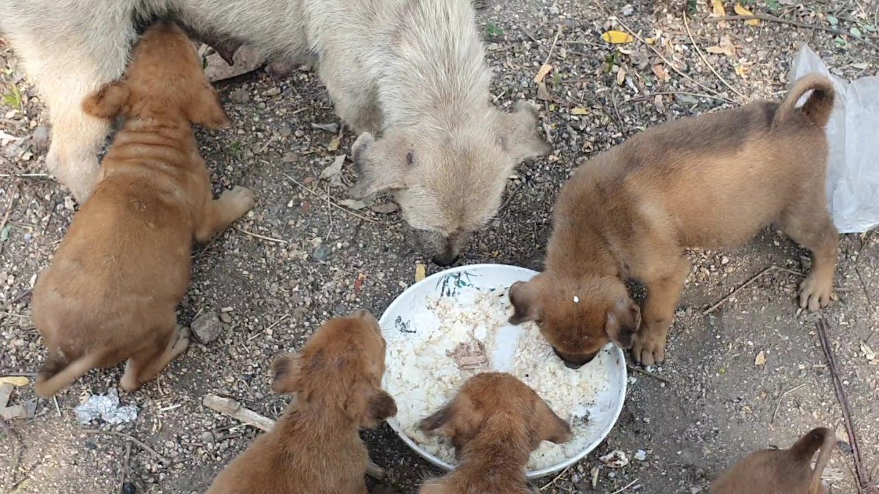 1 Poor Puppy try to get nursing from little mama, he hide at somewhere ...