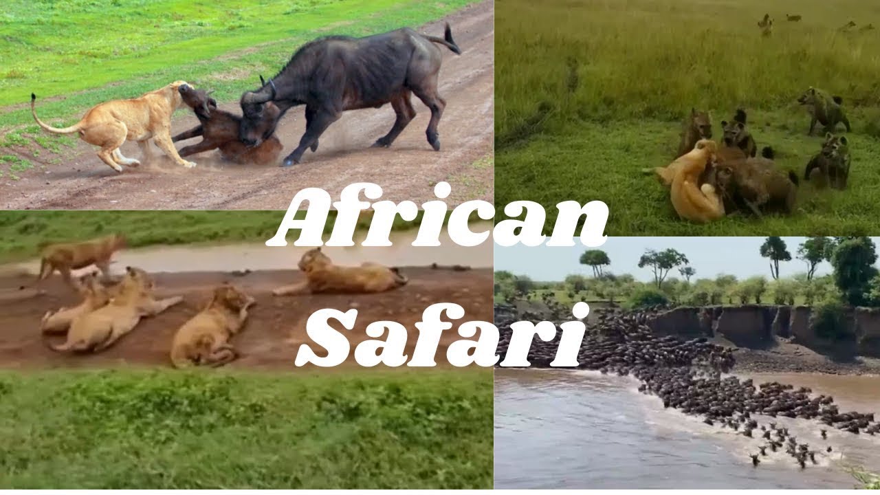 African Safari Live Attacks | Serengeti National Park Tanzania | Nat ...