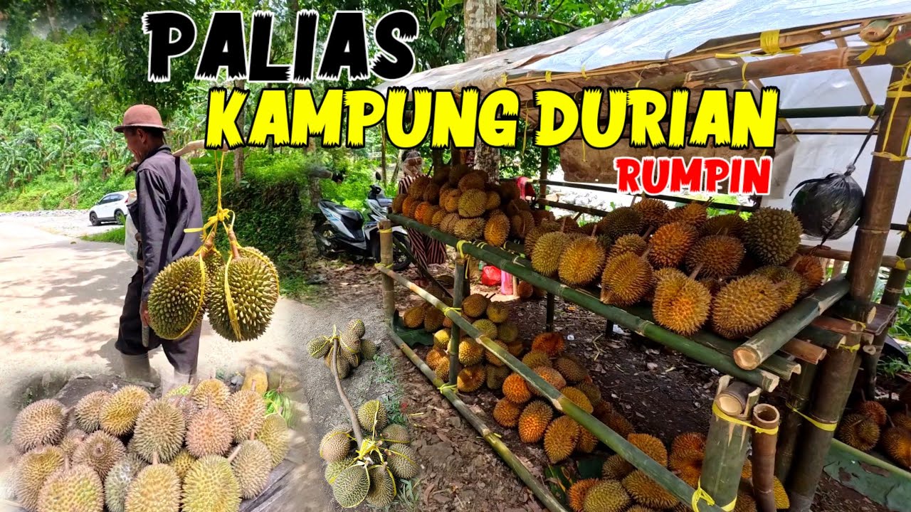 KEDAI DURIAN PINGGIR sungai PENIKMAT DURIAN WAJIB MERAPAT..!! KAMPUNG ...