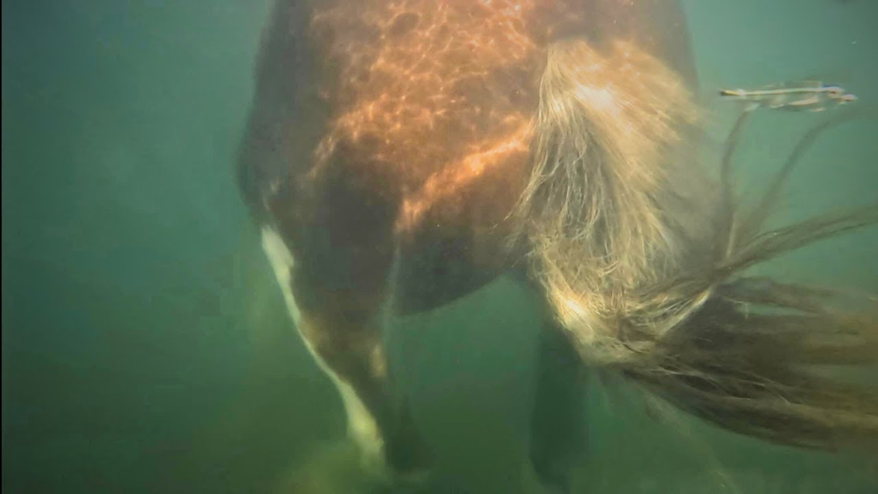 Magical UNDERWATER Swim With Our Clydesdale Horse ️ - YouTube