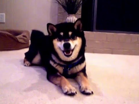 Kobe the talking Shiba Inu dog ~ Roll Over! - YouTube