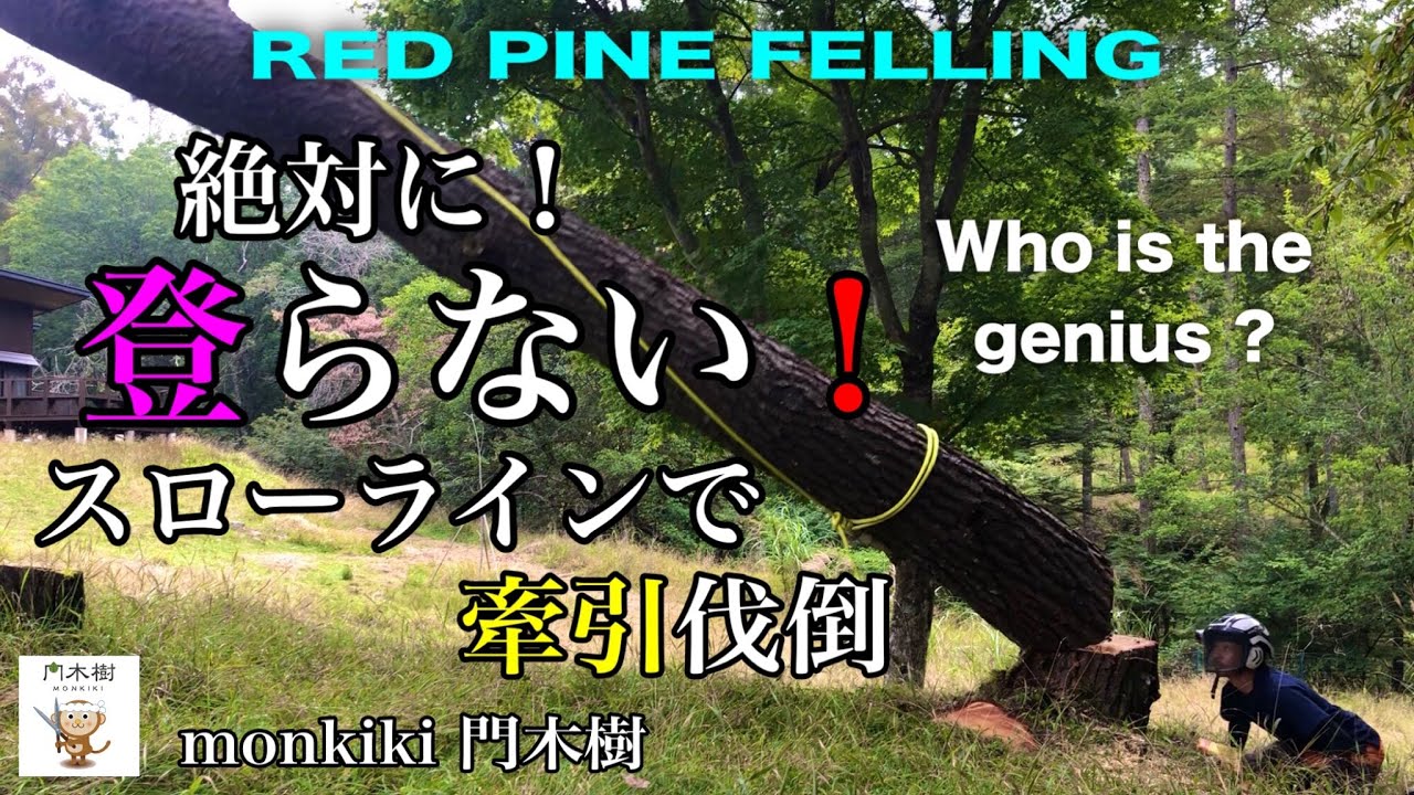絶対に！ 登らない！ スローラインで 【牽引伐倒】 Red pine felling 伐採 伐倒 大木 - YouTube