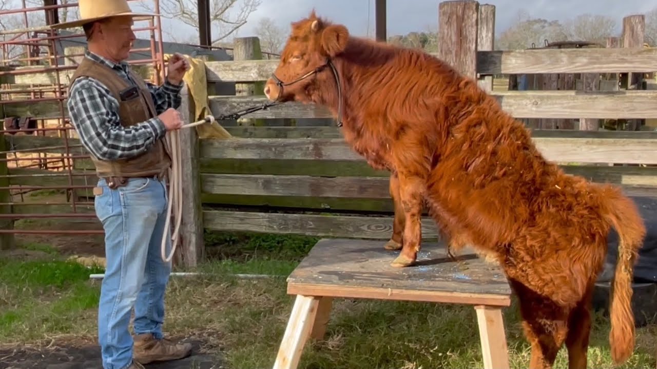 Climbing Cow - YouTube