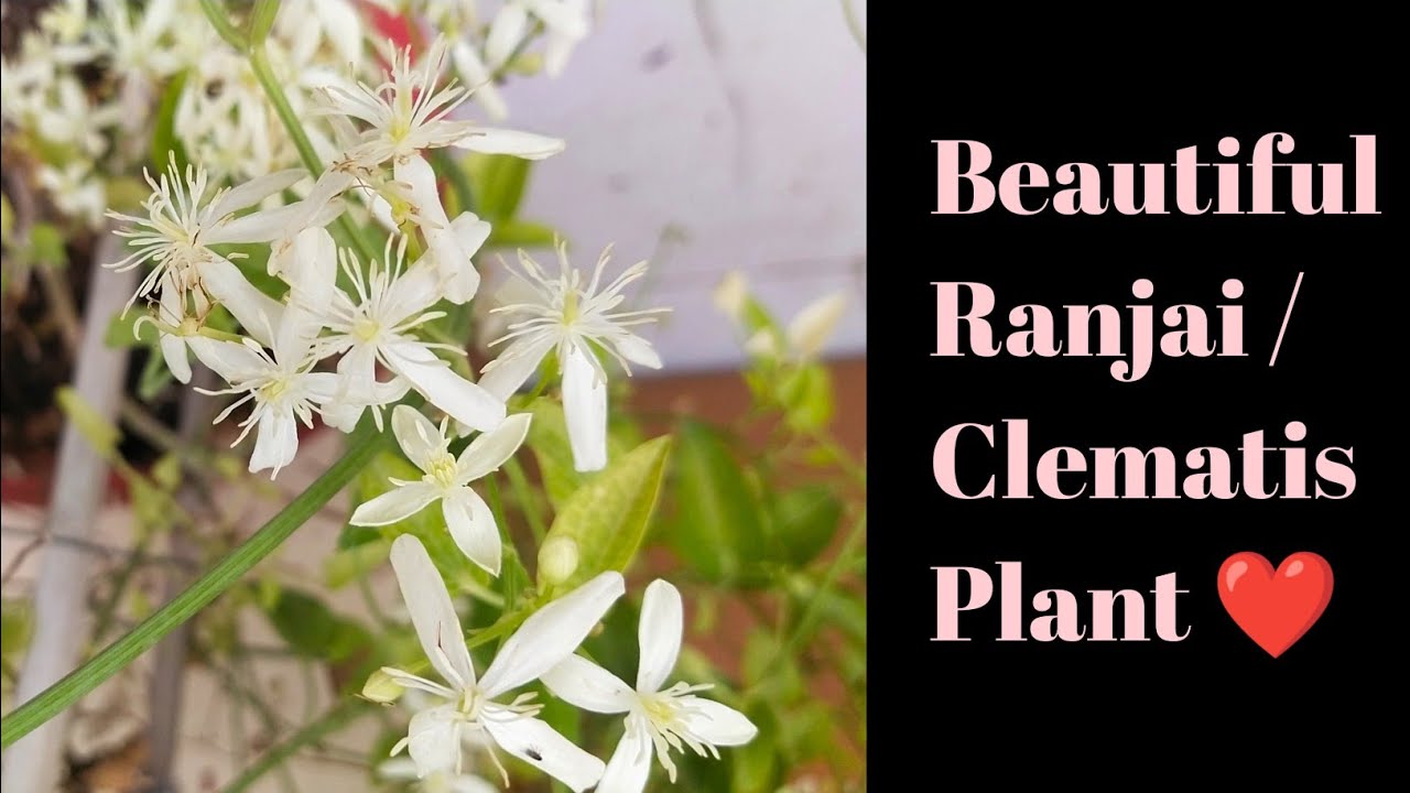 Beautiful Ranjai /Clematis plant || A to Z care of Ranjai.. || How to ...