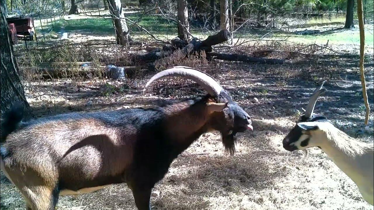 MATING RITUAL OF MY ALPINE GOATS - YouTube